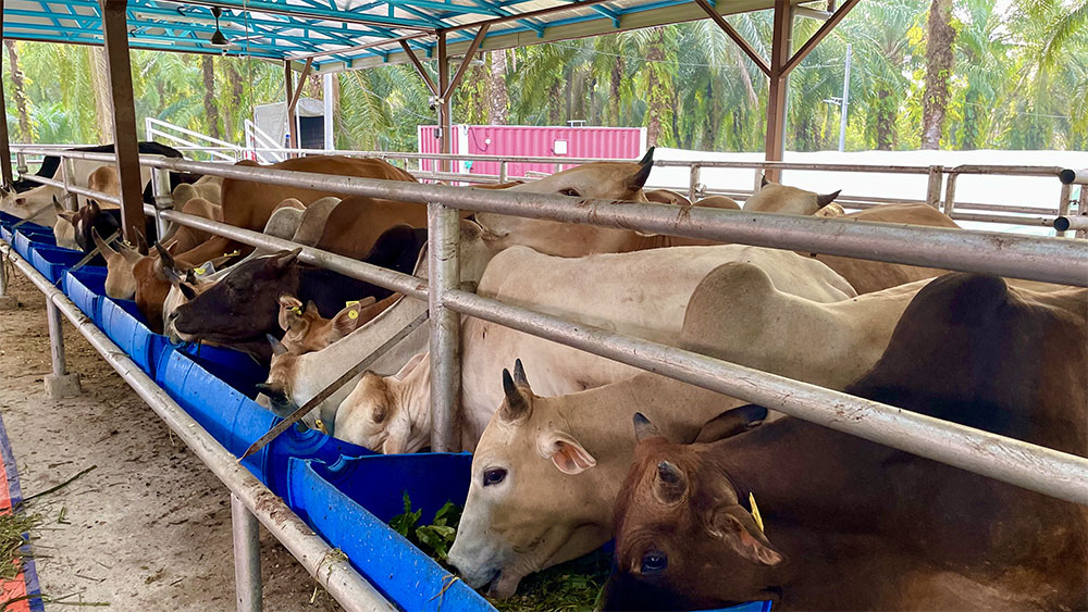Jualan Lembu – IBKH Qurban – Program Qurban Bersama Koperasi Ibnu Khalid