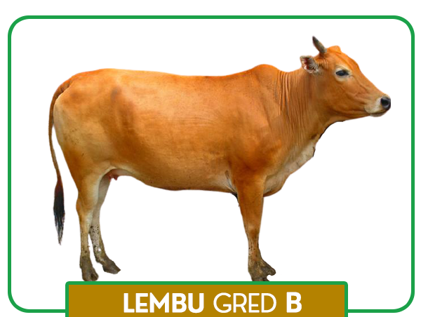 Jualan Lembu – IBKH Qurban – Program Qurban Bersama Koperasi Ibnu Khalid