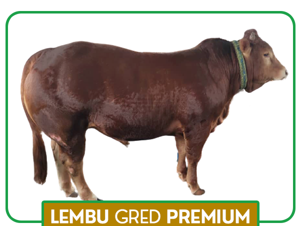 Jualan Lembu – IBKH Qurban – Program Qurban Bersama Koperasi Ibnu Khalid